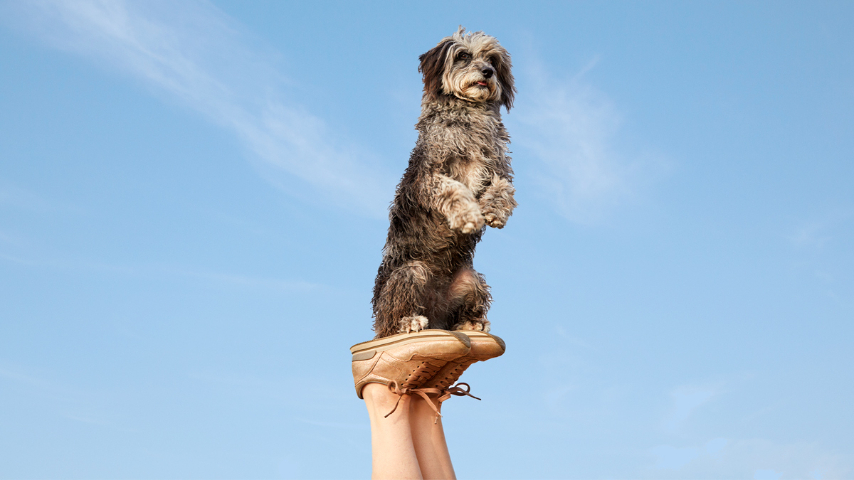 It Takes Versatility to Lead in a Volatile World | Hogan Assessments